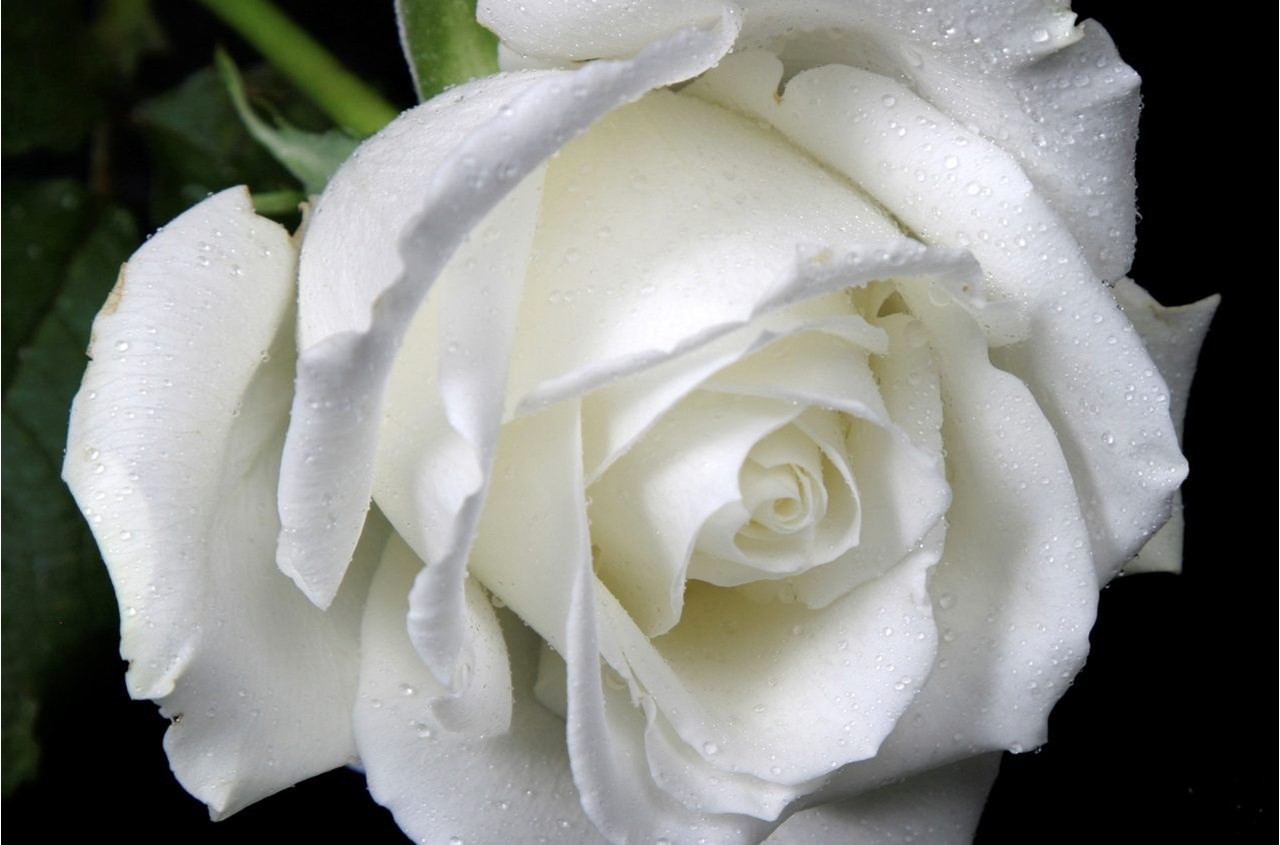 In memoriam Willy Mertens - K Merksplas SK