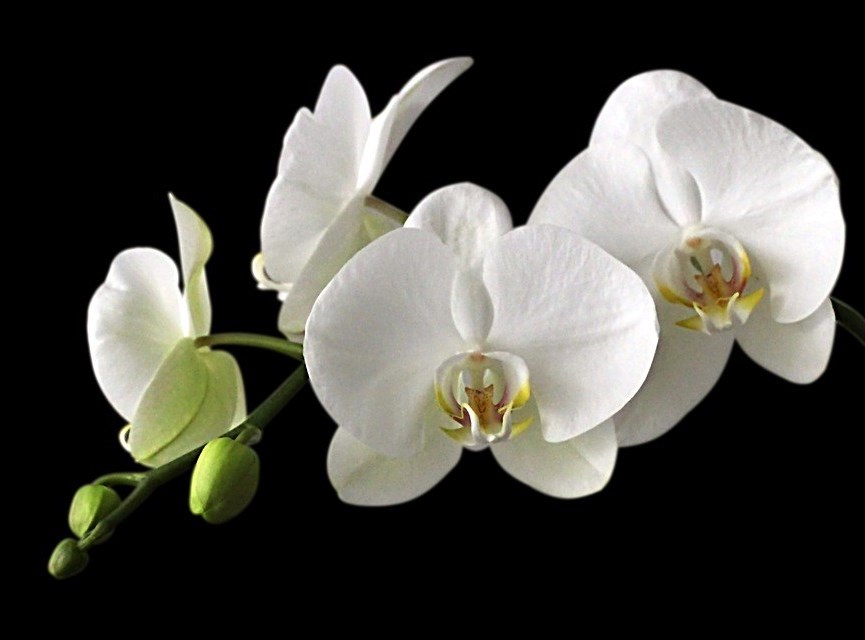 In Memoriam: Theo Geerts (1929-2022) - v.v. Ulftse Boys